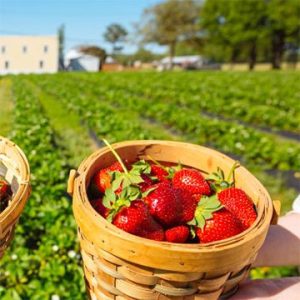 Pungo Strawberry Festival - Visit Virginia Beach